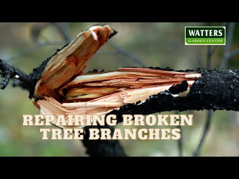 Pruning For Recovery Repairing Broken Tree Branches Youtube