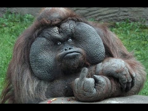 Animals Being Jerks Nyan Cat Remix Song Dubstep 2011 4chan Gifs Youtube
