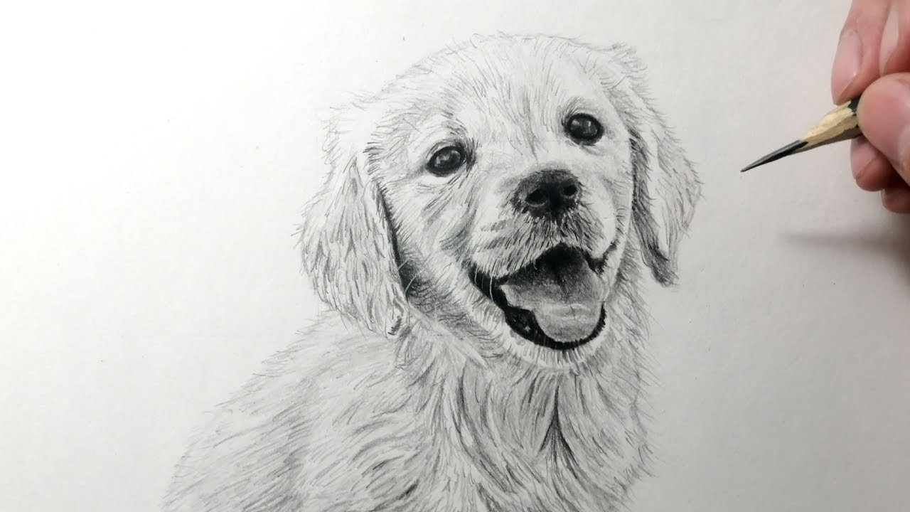 Como Dibujar Un Perro Realista Paso A Paso Facil
