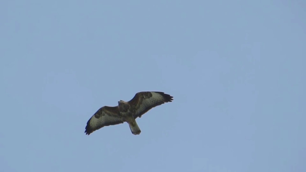 Common Buzzard Youtube