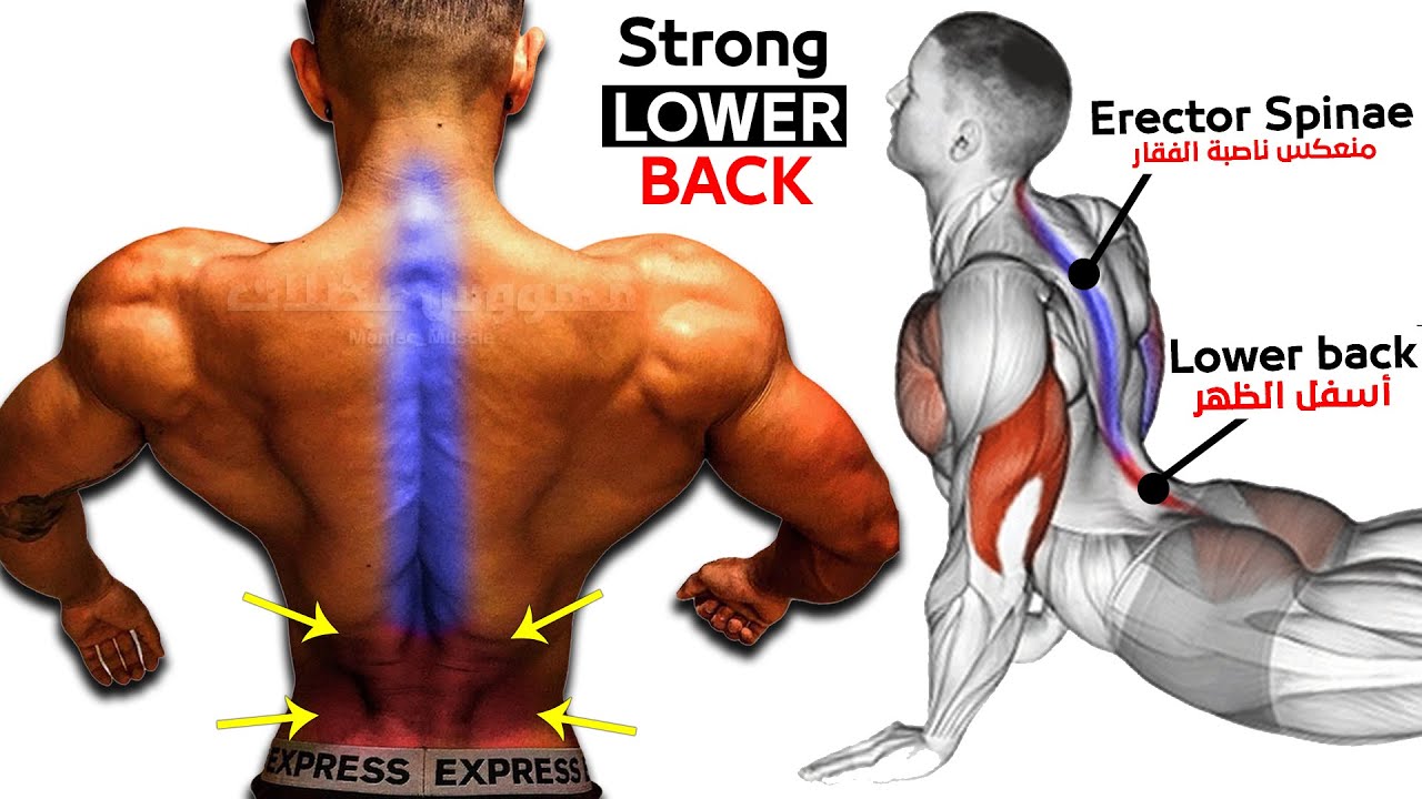 Exercises To Build Lower Back Muscles At Kaitlyn Fitzhardinge Blog
