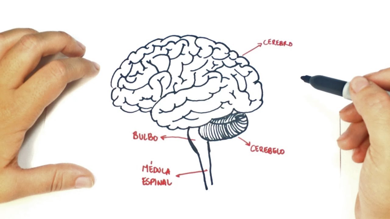 Cómo Dibujar El Cerebro Humano Paso A Paso Dibujo Fácil De Un Cerebro