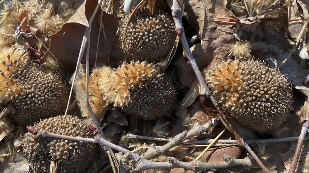 From Seed Pod To Sapling Grow An American Sycamore Tree
