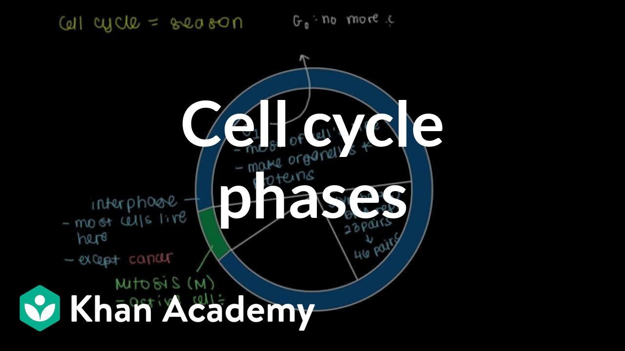 Cell Cycle Phases Cells Mcat Khan Academy Youtube