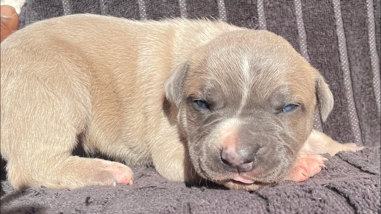 Blue Fawn Pitbull Puppy Plus The Smallest Runt Puppy I Ve Seen Youtube