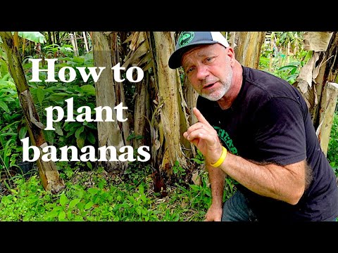 How To Start Growing A Banana Patch Youtube