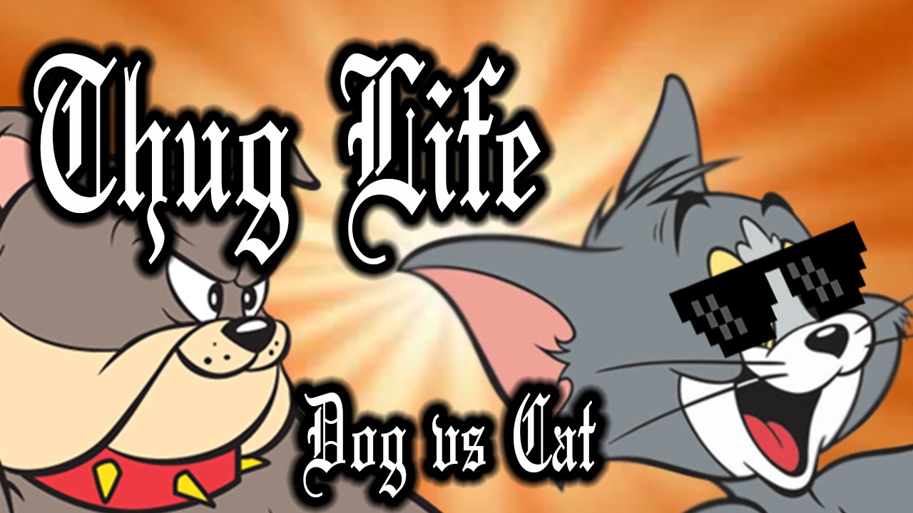 Thug Life Cat Meets Thug Life Dog Youtube
