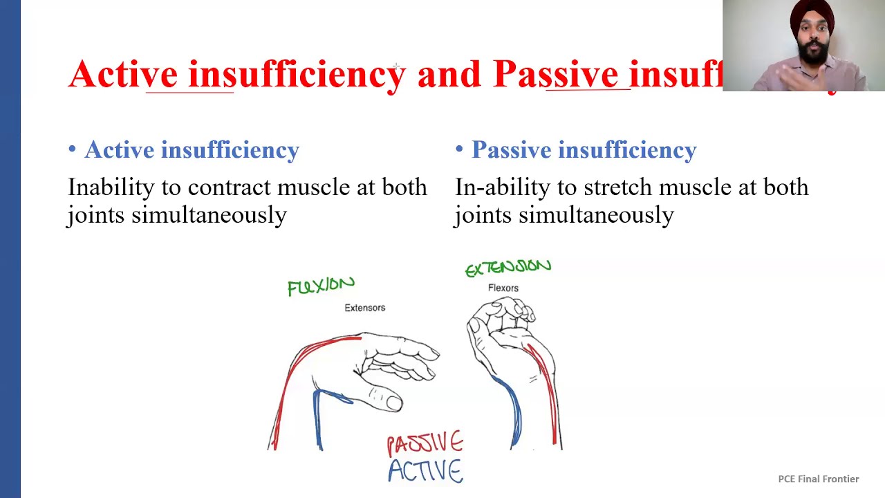 Passive Insufficiency Vs Active Insufficiency Muscle Example