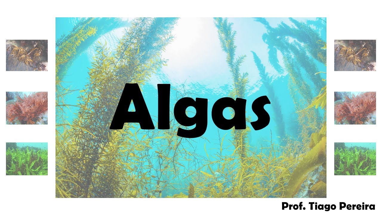 Algas Paródia Da Música Carla Ls Jack Prof Tiago Pereira Youtube