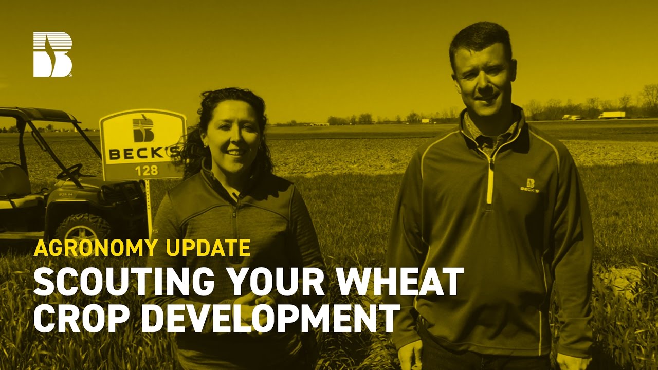 Scouting Your Wheat Crop Development Beck S Agronomy Update Youtube