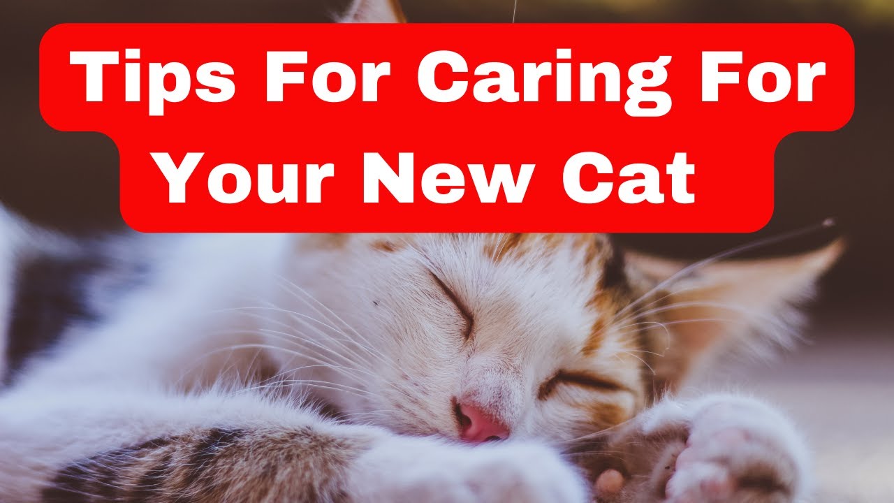 Tips For Caring For Your New Cat A Beginner S Guide To Cat Happiness