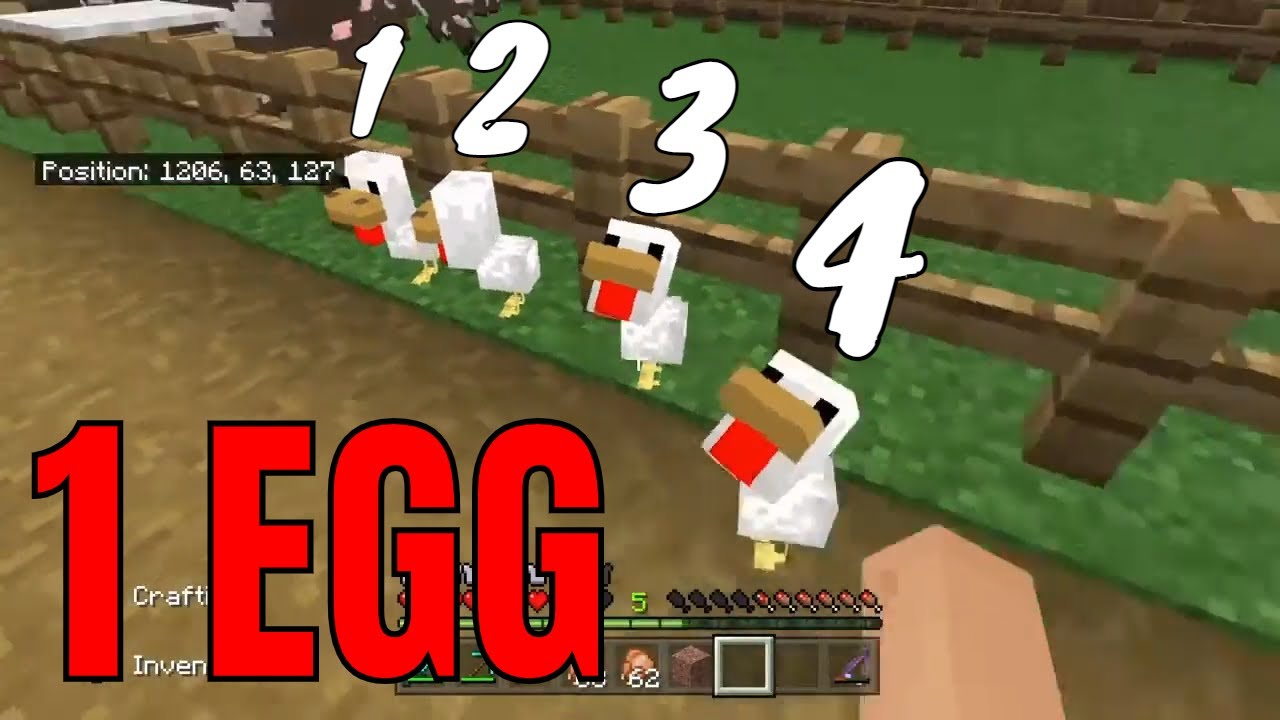 I Got 4 Chickens From 1 Egg In Minecraft Youtube