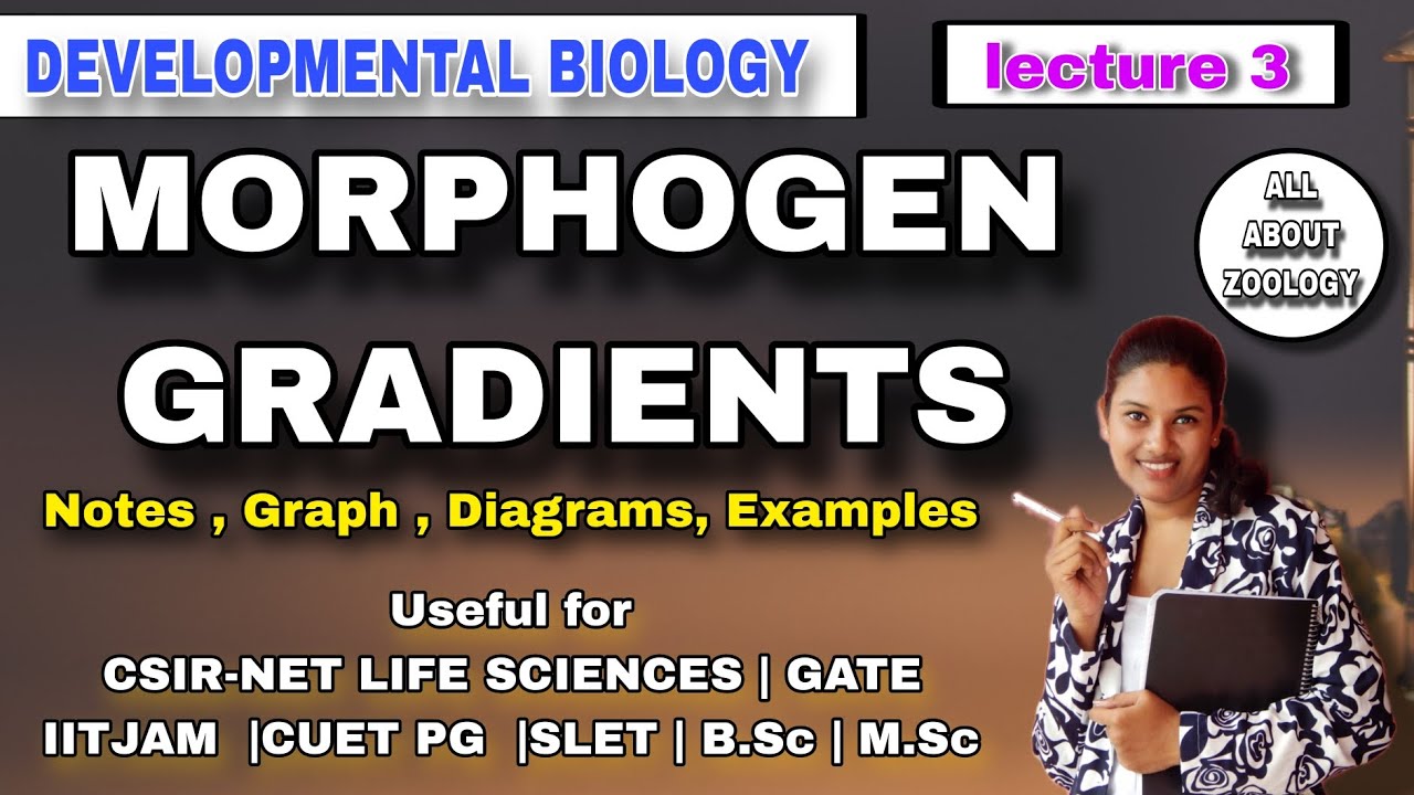 Morphogen Gradients In Developmental Biology M Sc Classes Csir