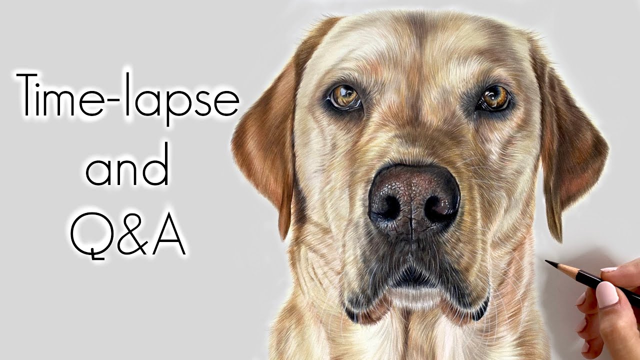 Golden Labrador Drawing Time Lapse Artist Q A Youtube
