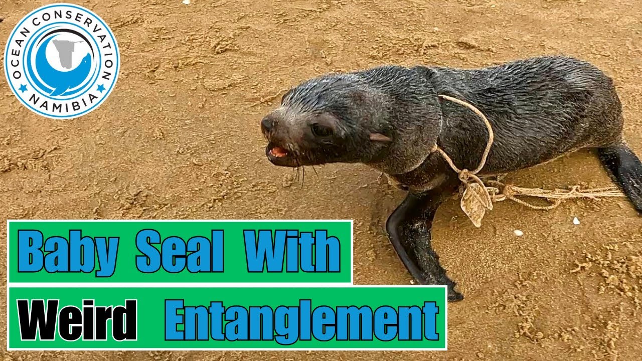 Baby Seal With Weird Entanglement Youtube