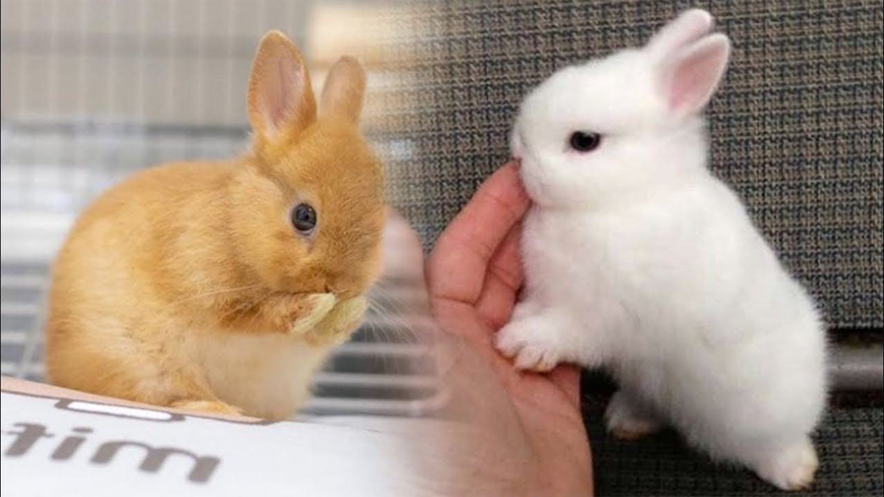 Funny Baby Bunnies