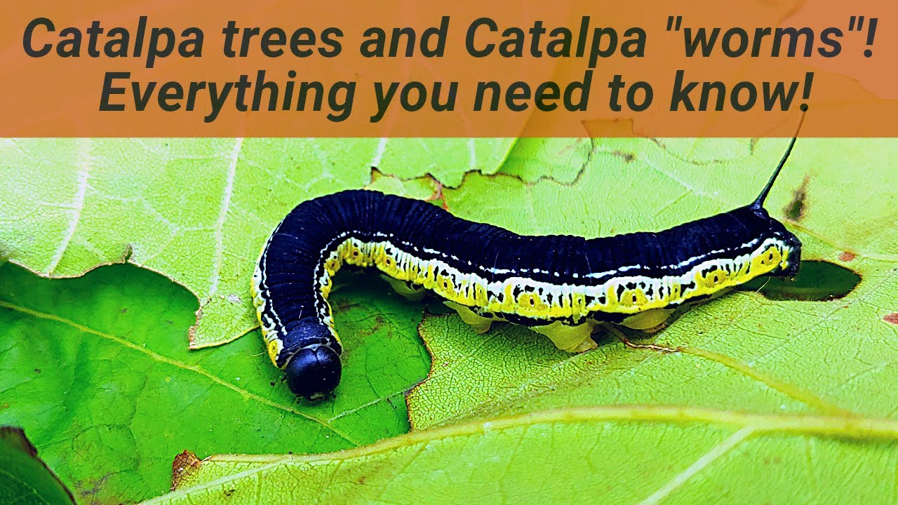 Catalpa Worms Life Cycle