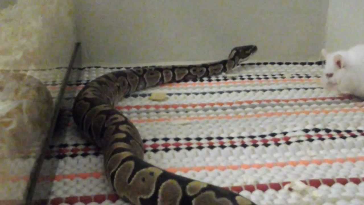 Ball Python Strike Youtube