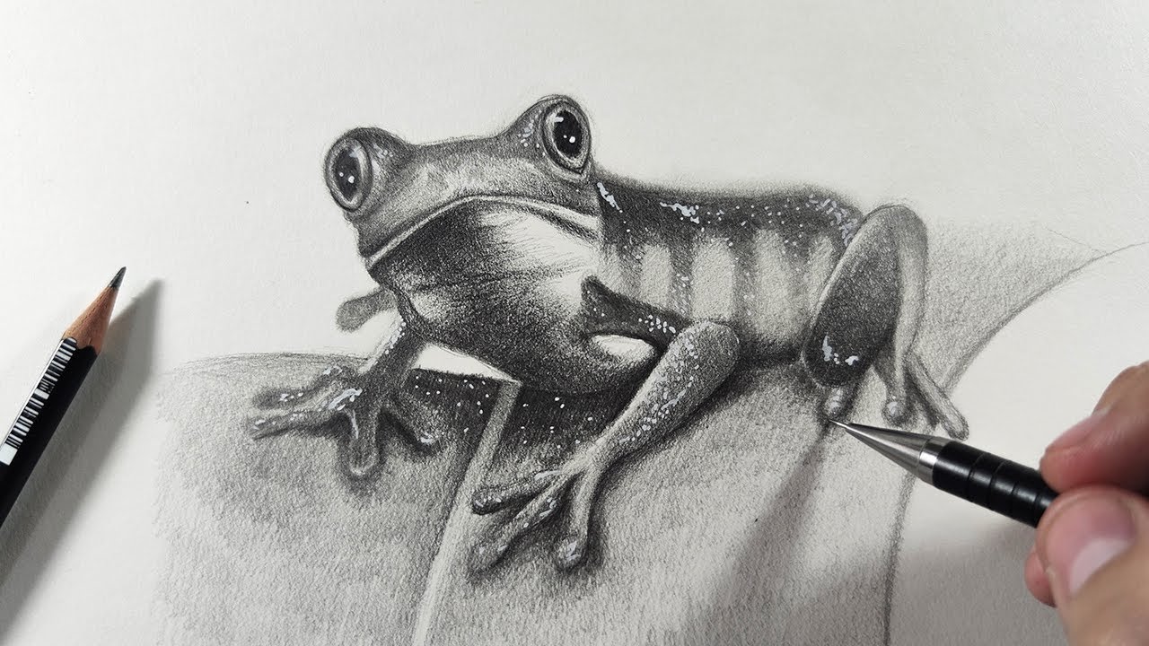 How To Draw A Realistic Frog