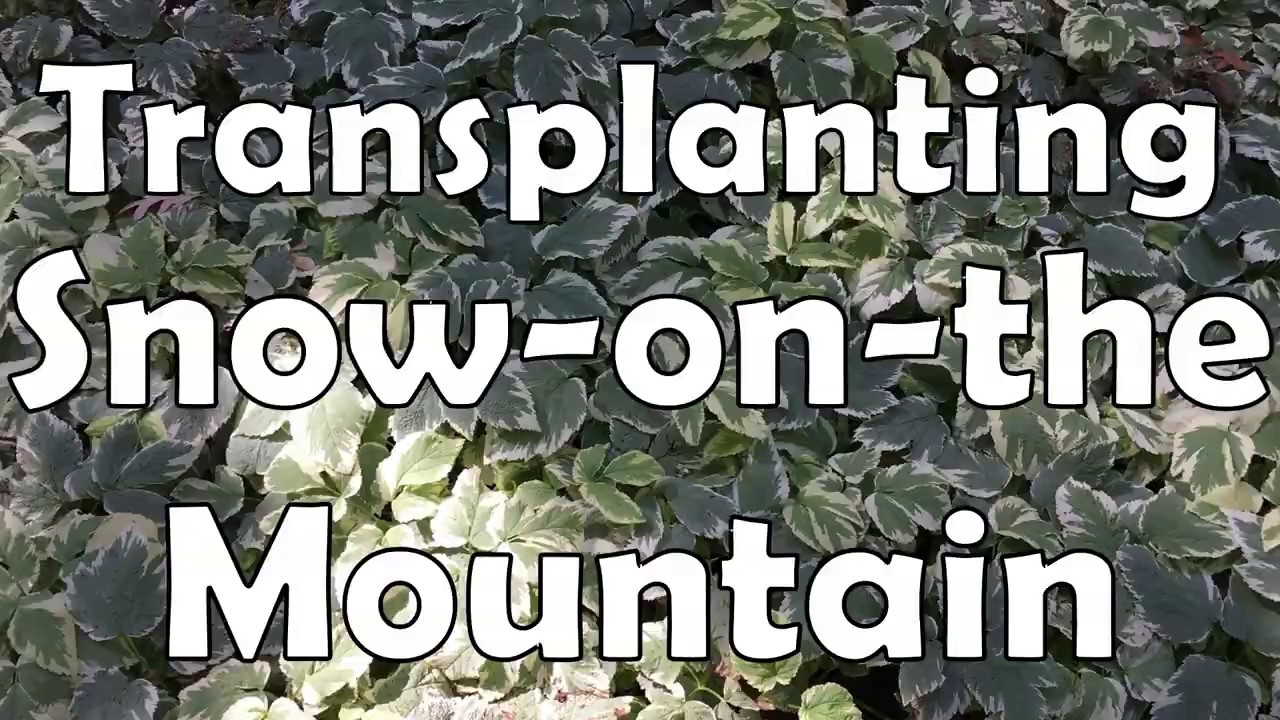Transplanting Snow On The Mountain Youtube