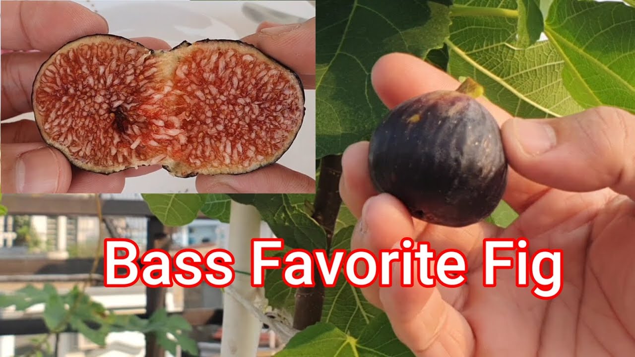 Tá Ng Quan Sung Má Cao Cáº P Bass Favorite Fig ä æ á C ä ã Nh Giã Lã 1 Trong