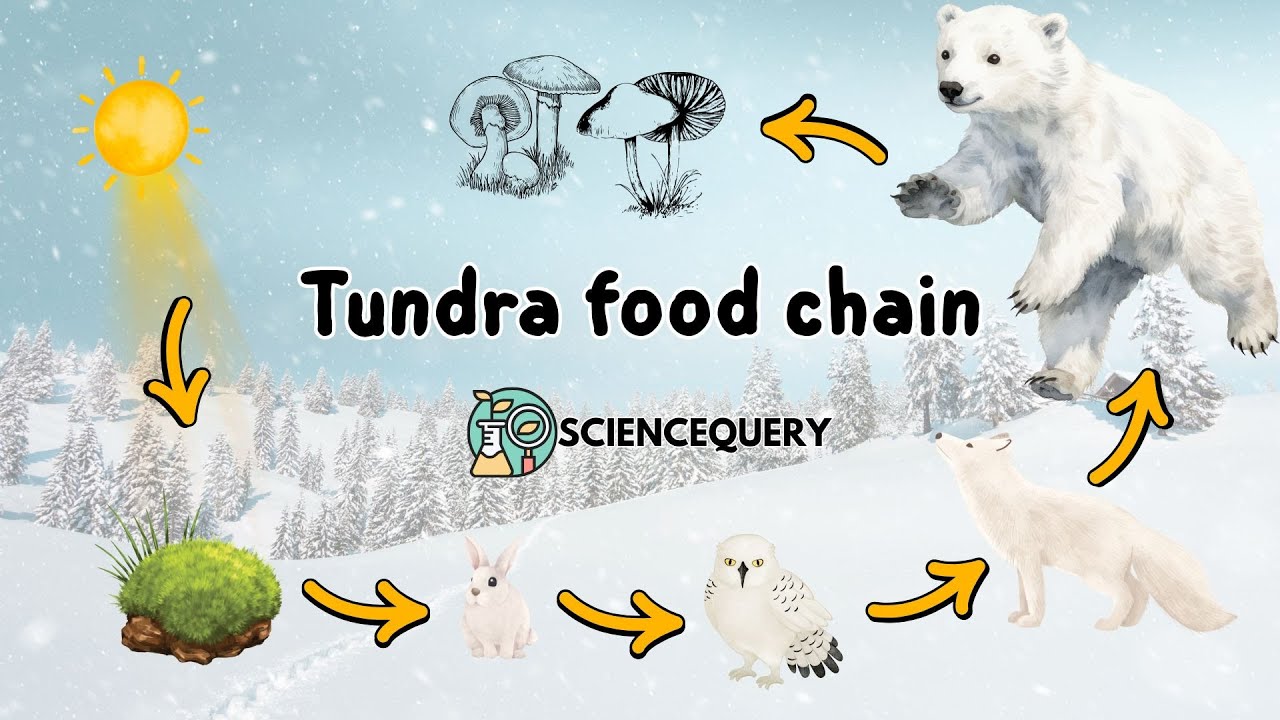 Tundra Biome Food Chain Explained Youtube