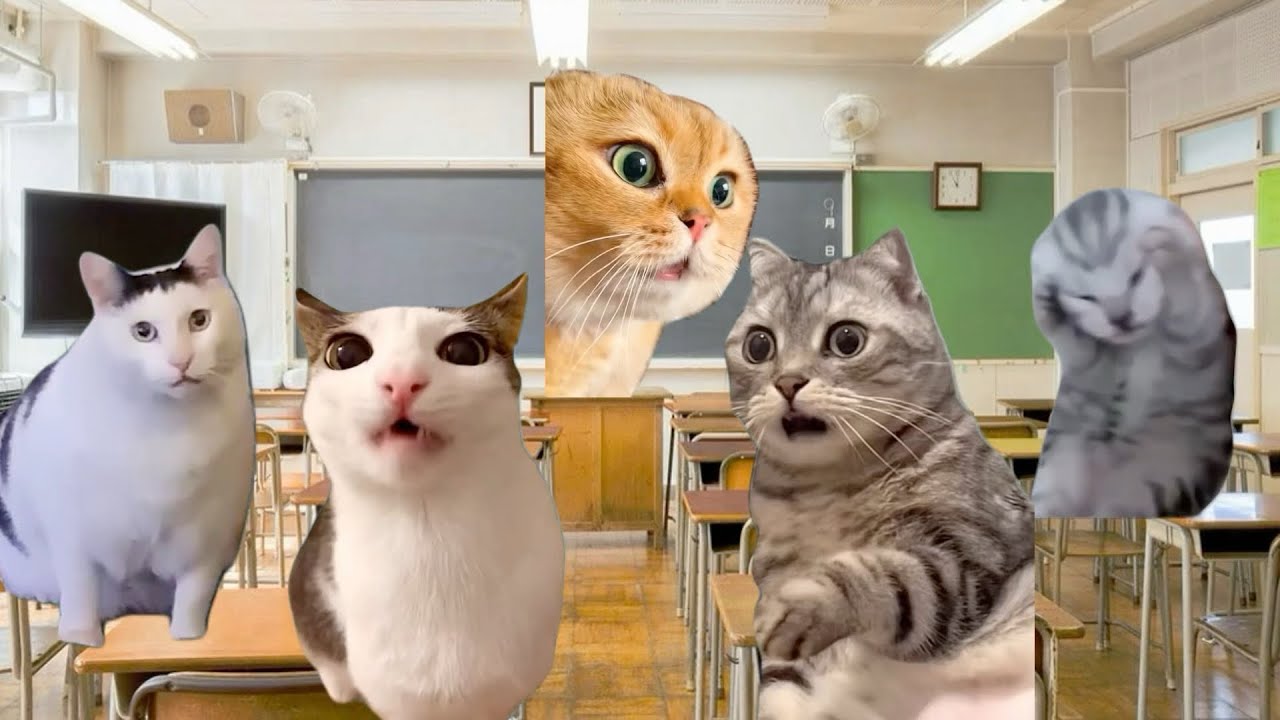 Primer Dia De Escuela Episodio Completo Meme De Gatos Youtube