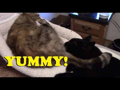 Cat Licking His Sister S Butt Grooming I Think Youtube