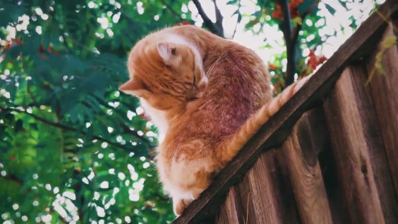 Funny Cats And Kittens Meowing Compilation Youtube