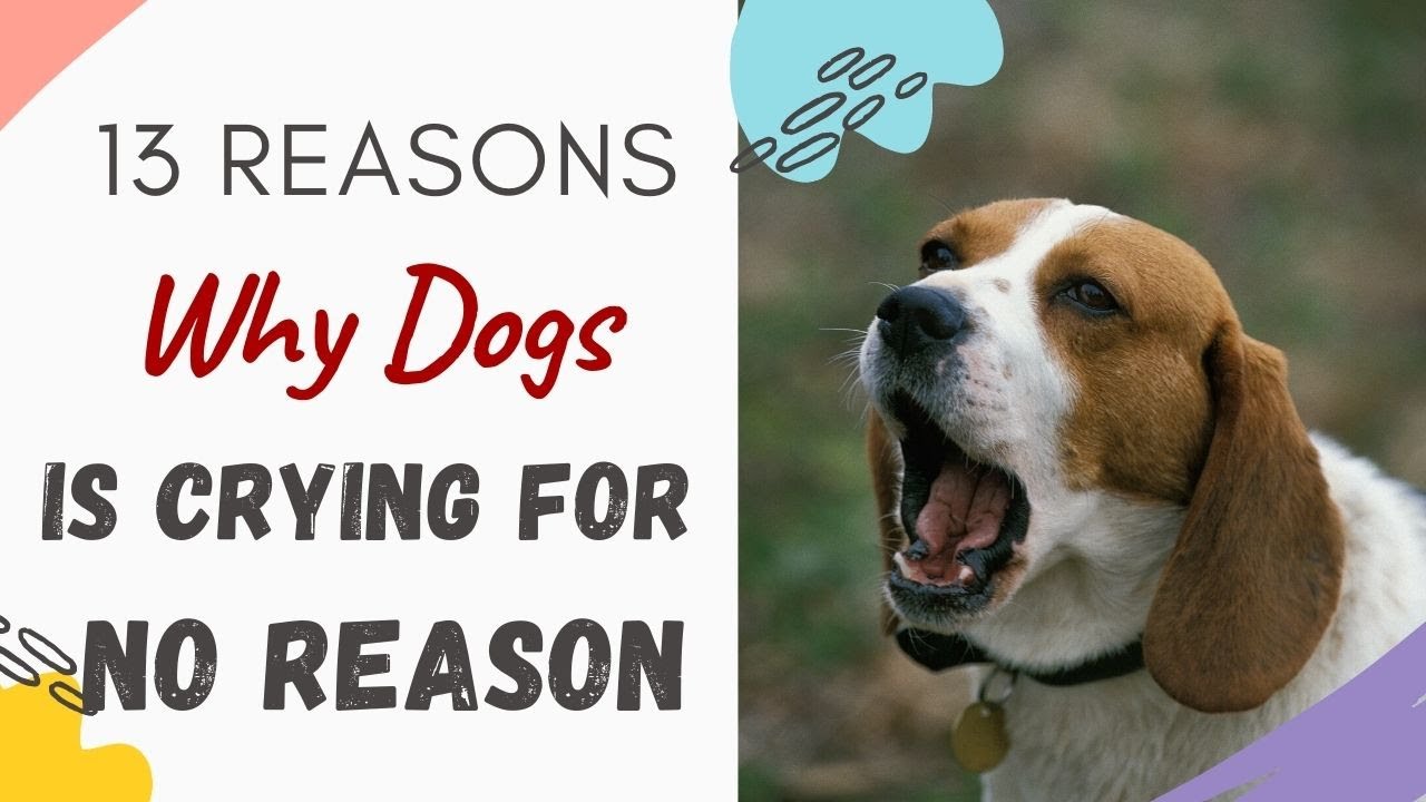 Why Is My Dog Crying So Much Lately At Richard Groves Blog