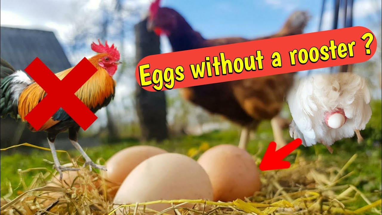 Can Chickens Produce Eggs Without A Rooster Beasts Loco