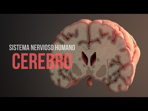 Cómo Funciona El Cerebro Animación Transcript Chat And Summary