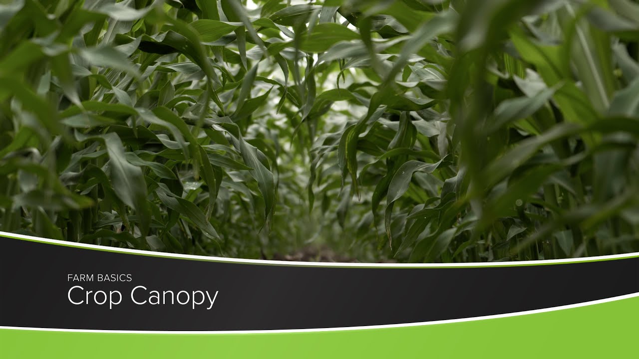 Meaning Crop Canopy At Evelyn Lawson Blog