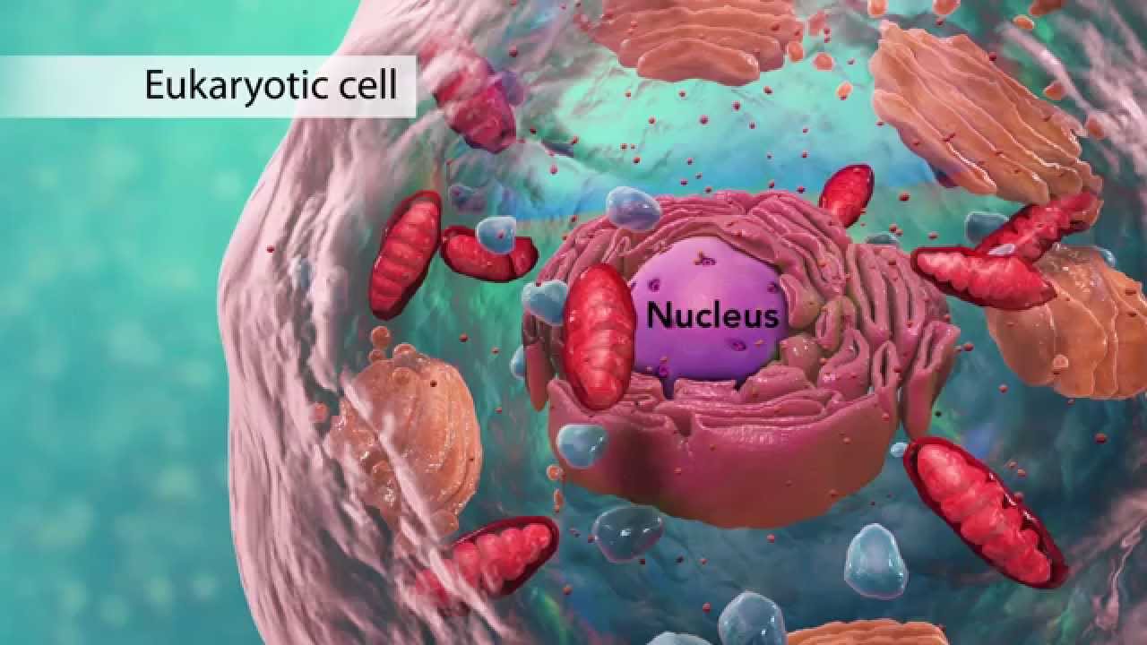 Biology Cell Structure I Nucleus Medical Media