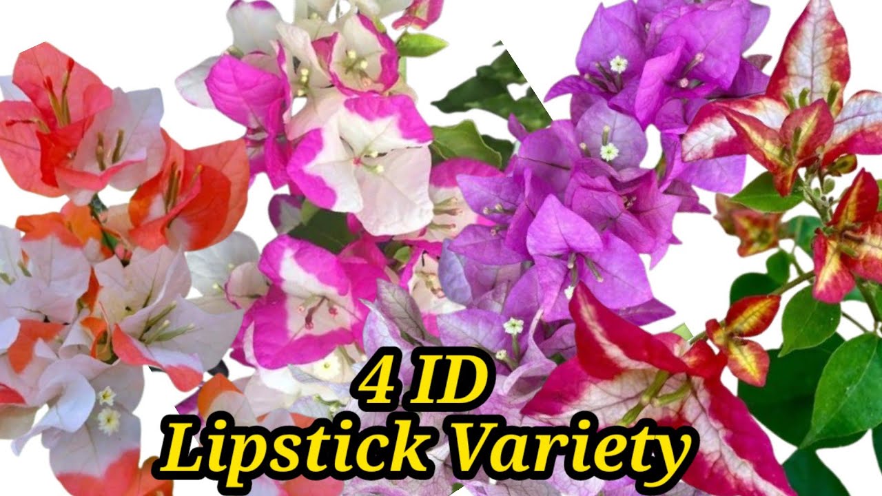 Rare Id Lipsticks Family Bougainvillea Garden Flowers Bloom