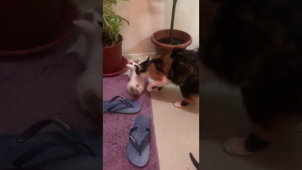 Look How Mama Cat Is Caring Her Kittens ｰ 仆 从 Cats Catlover Mama