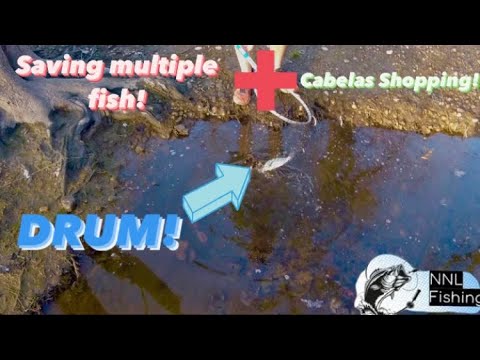 Cabelas Run Saving Fish From Draining Puddle Youtube