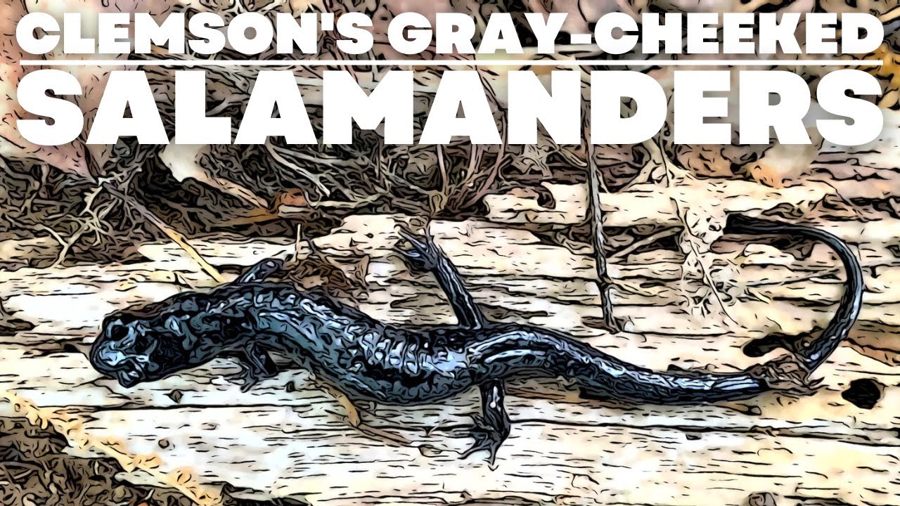 Different Species Or Different Pattern Searching For Salamanders In