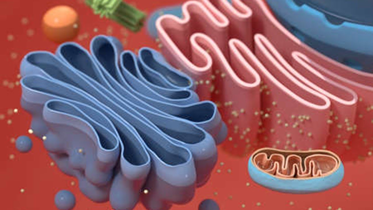 Funcao Do Reticulo Endoplasmatico De Celulas Animais