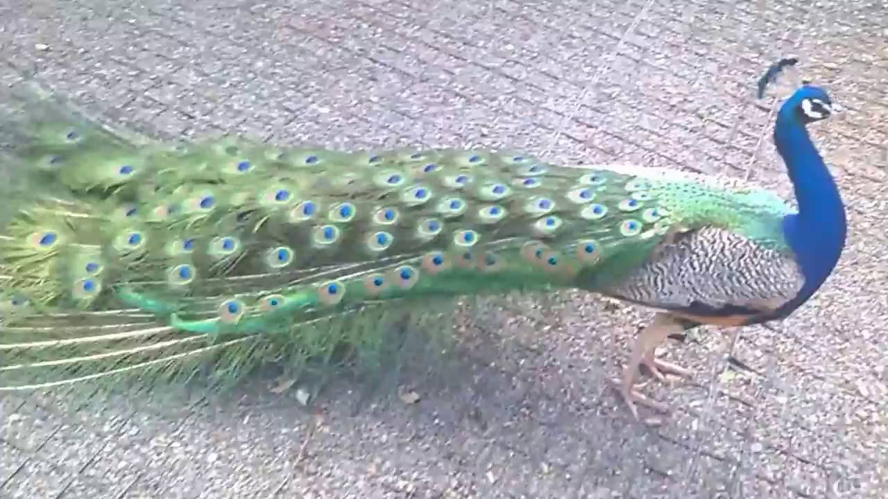 Beautiful Peacock Opening Feathers Youtube