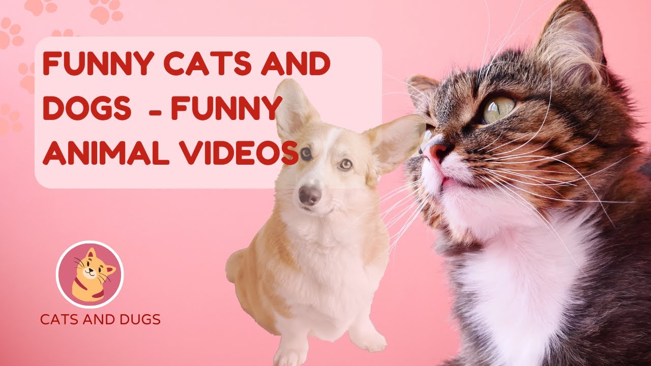 Funny Cats And Dogs Funny Animal Videos Youtube