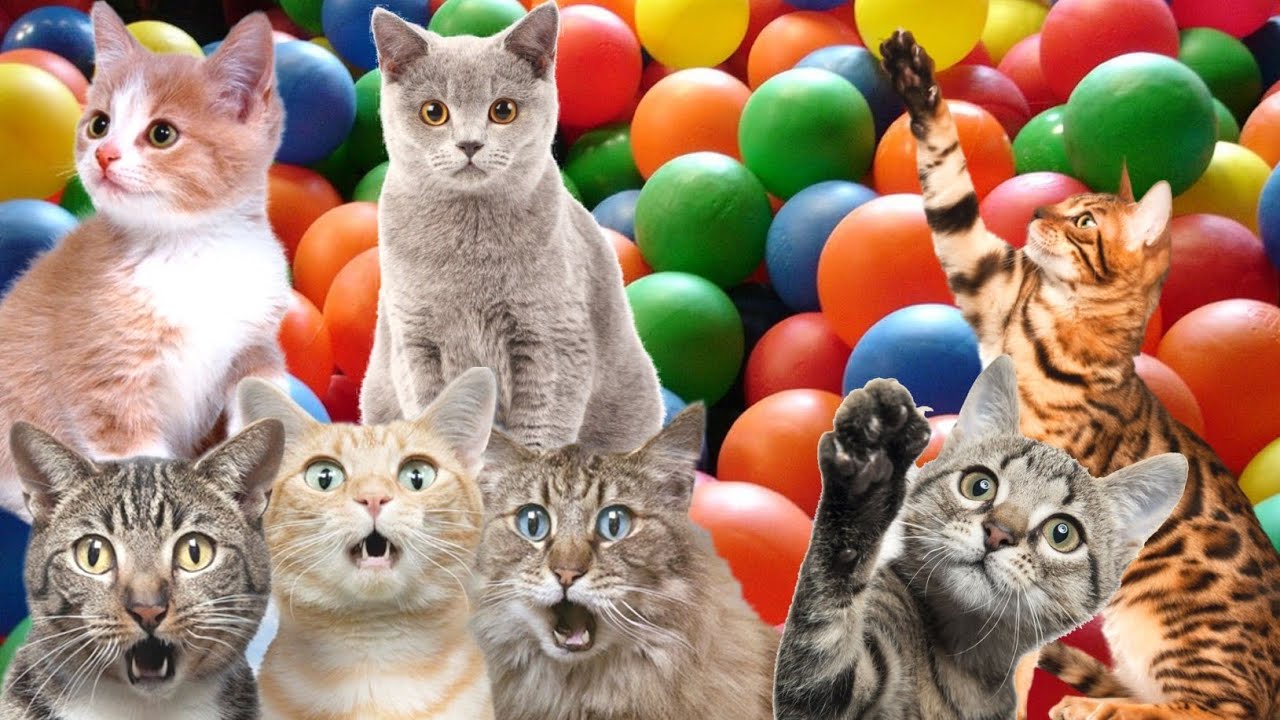 Funny Cat Sounds And Cat Meowing And Funny Moments Of Animal Moments