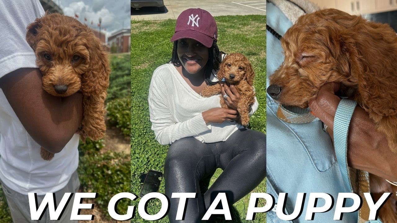 New Addition To Our Family Meet Our Goldendoodle Puppy Youtube