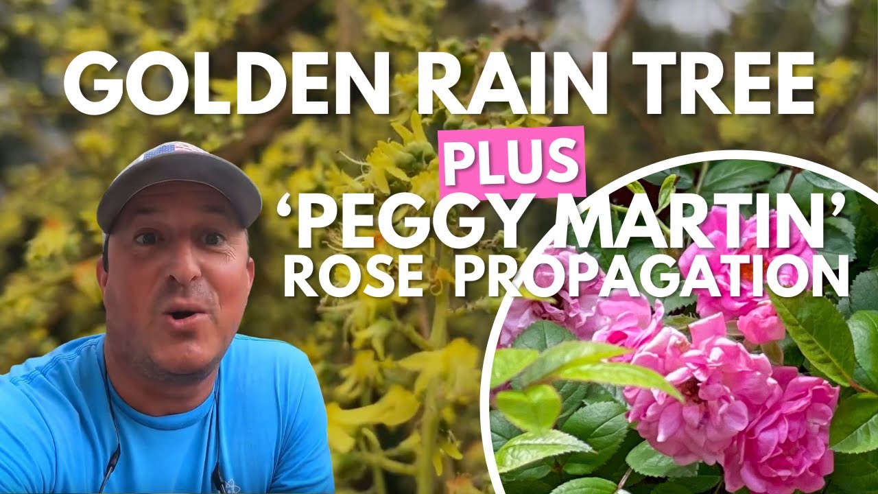 Golden Rain Tree Peggy Martin Rose Pruning Propagation Youtube