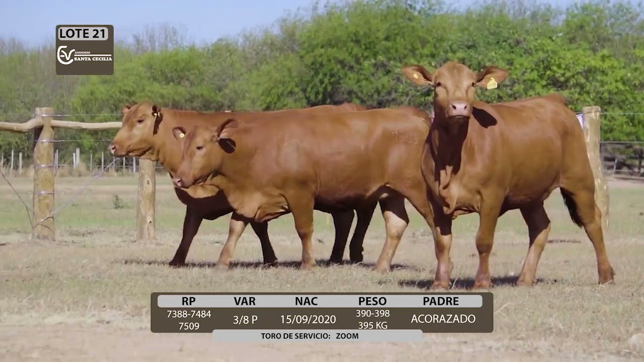 L21 Youtube
