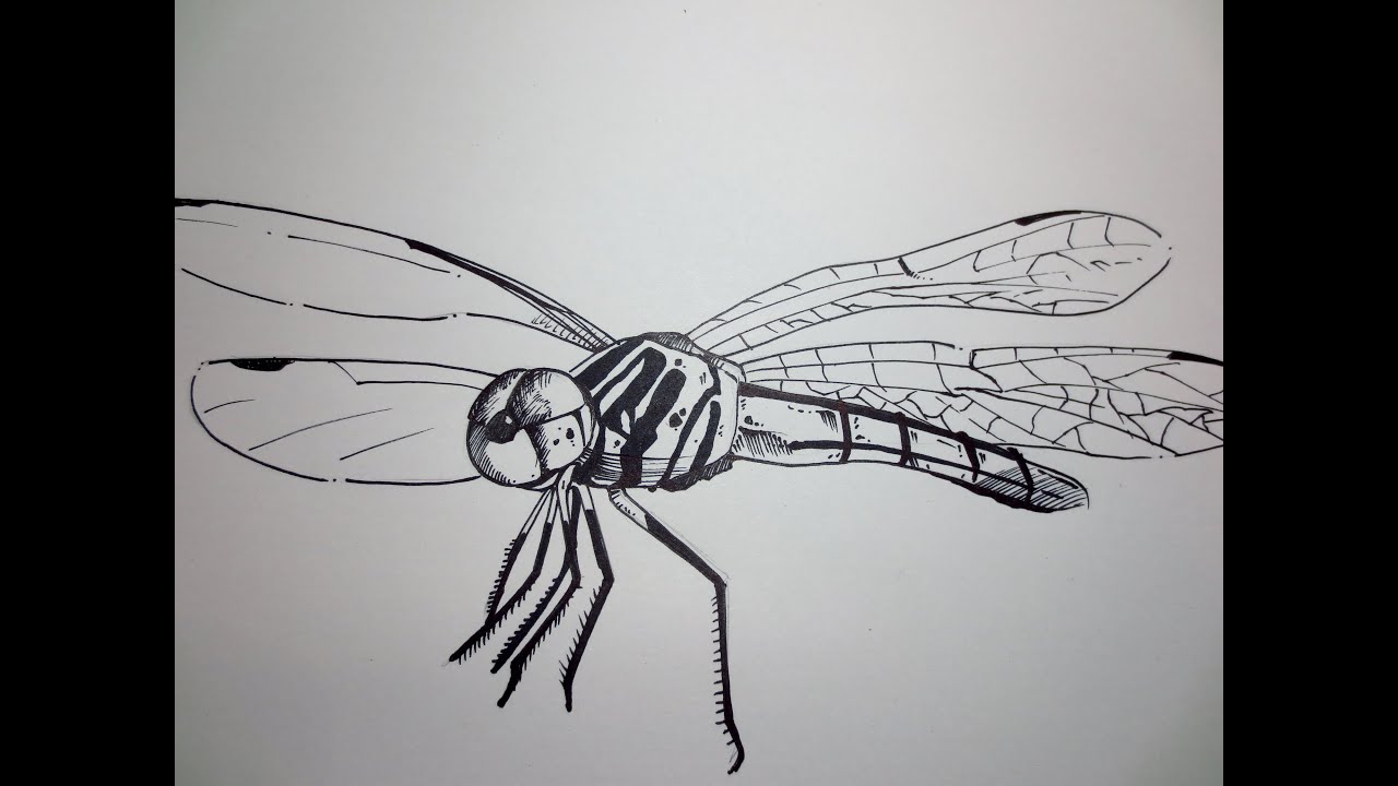 How To Draw Realistic Dragonfly
