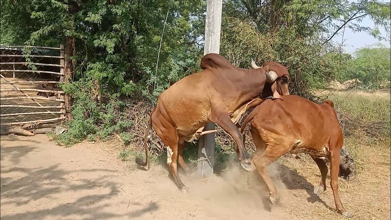Fantastic Super Fast Cow And Bull Meeting Cow And Horse Mating
