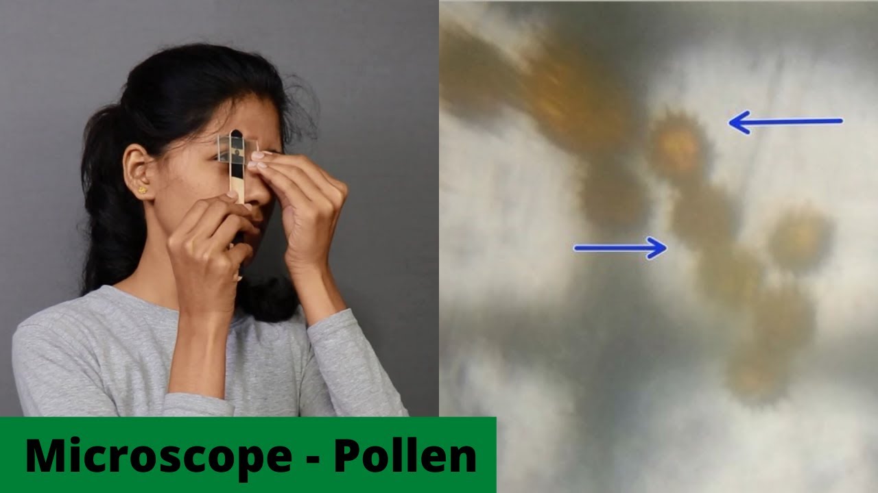 Microscope Pollen Thinktac Youtube