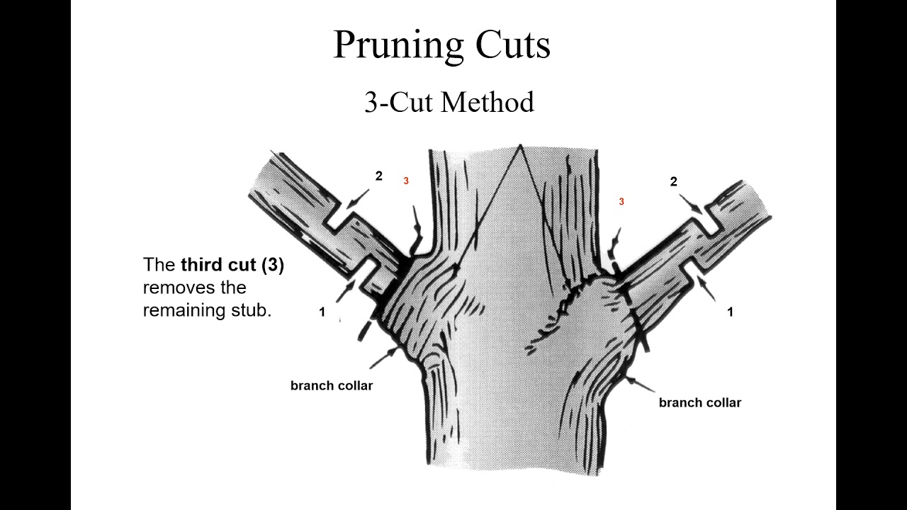 Chapter 4 Pruning Youtube