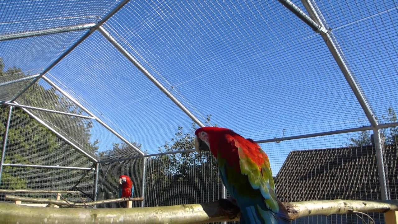 My Macaws New Outdoor Aviary Youtube